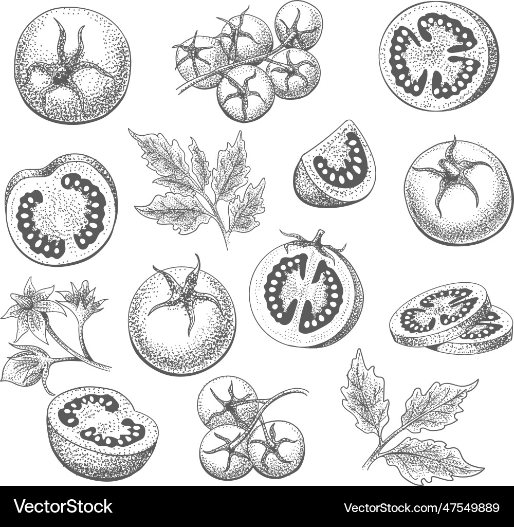 Organic vegetable tomato set Royalty Free Vector Image