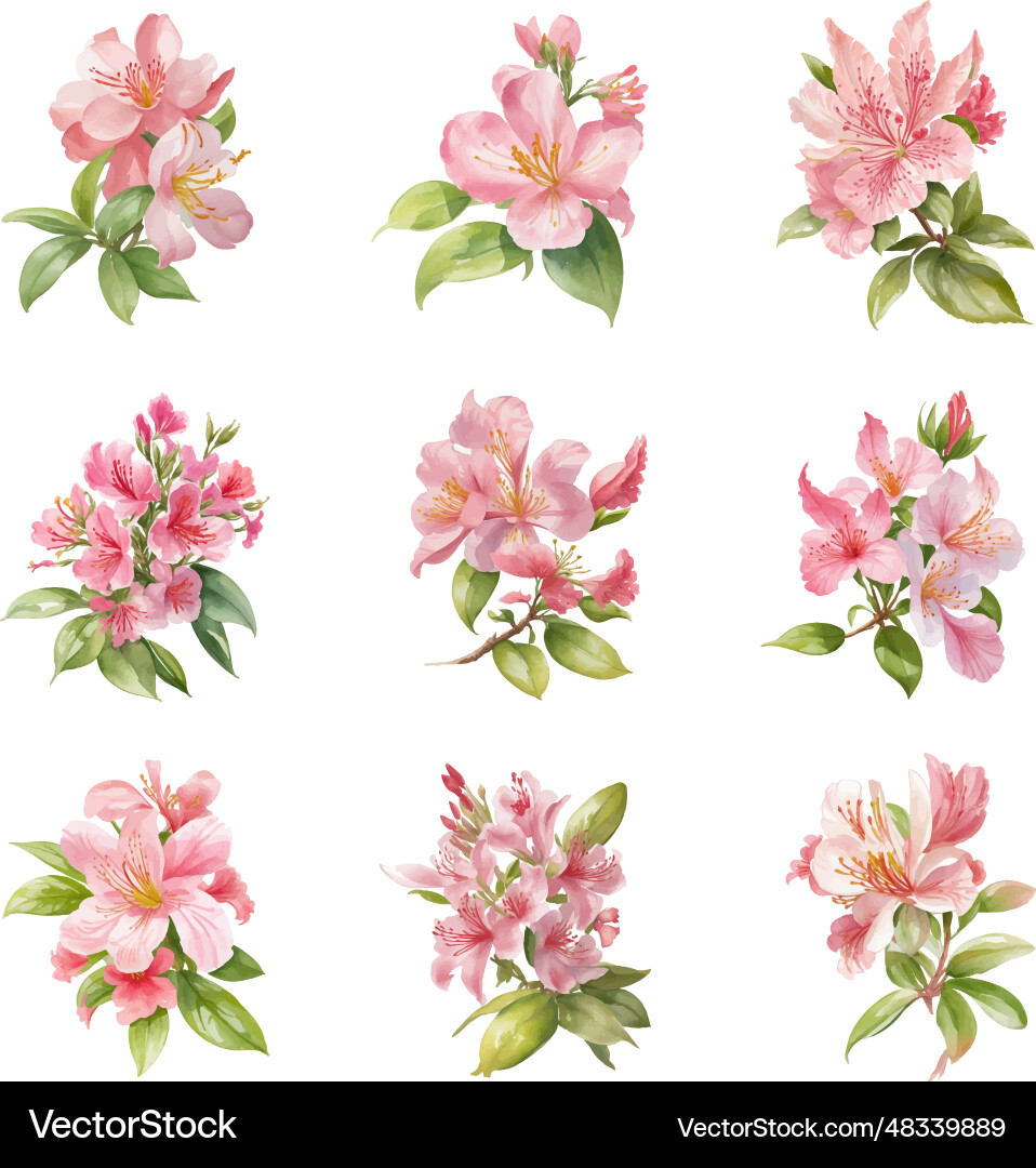 Watercolor Pink Azalea Flowers Royalty Free Vector Image
