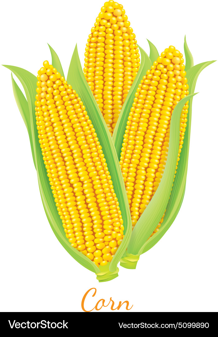 Corn Royalty Free Vector Image - VectorStock