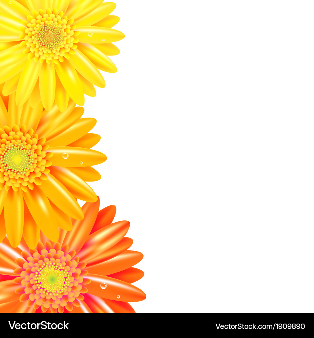 Yellow and orange gerbers border Royalty Free Vector Image