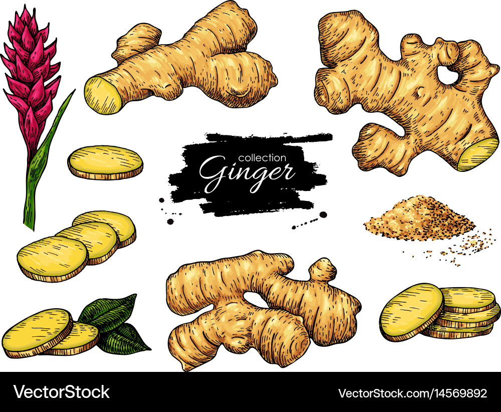 Ginger Root Set - Hand Drawn & Sliced Vector Image