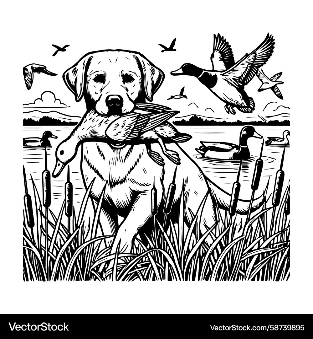 Ai-generated labrador retriever hunting duck in – Royalty-Free Vector ...