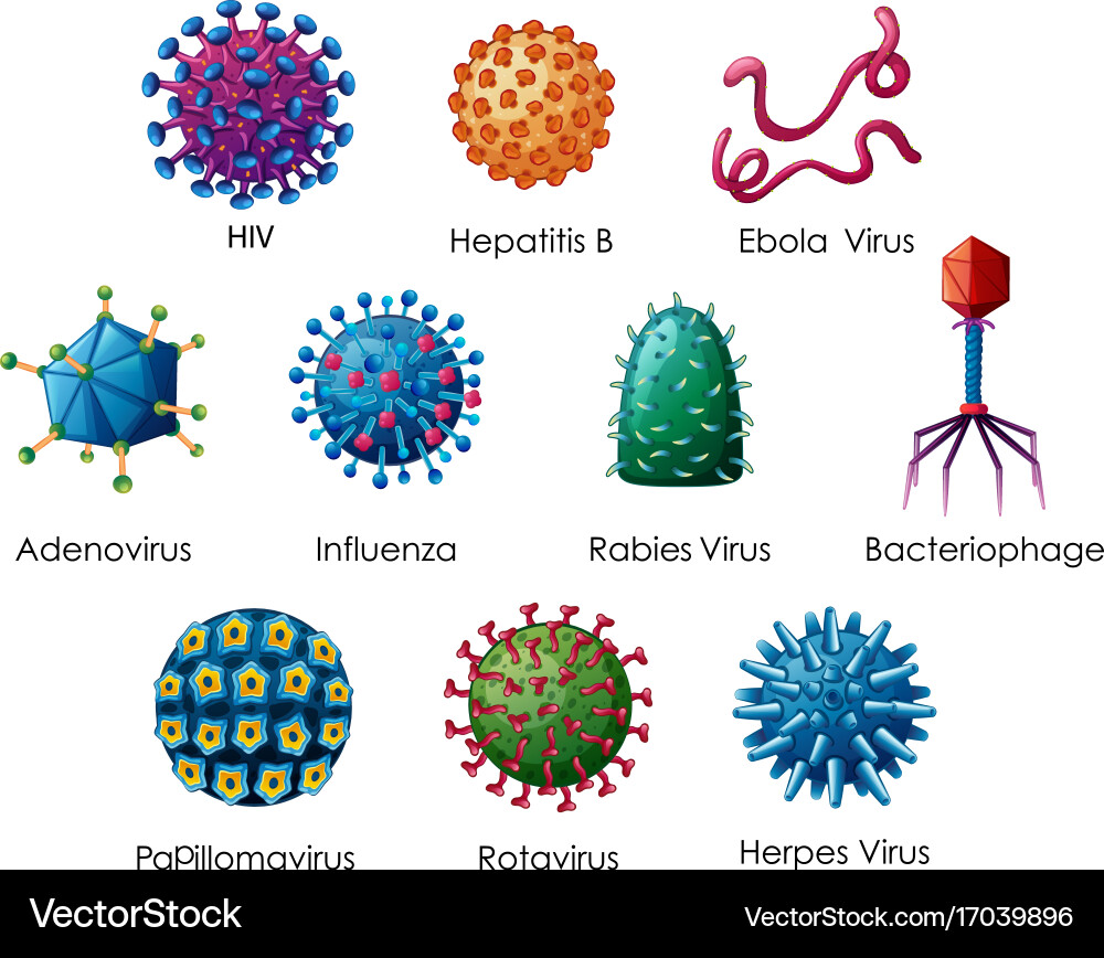 Diagram showing different kinds of viruses Vector Image