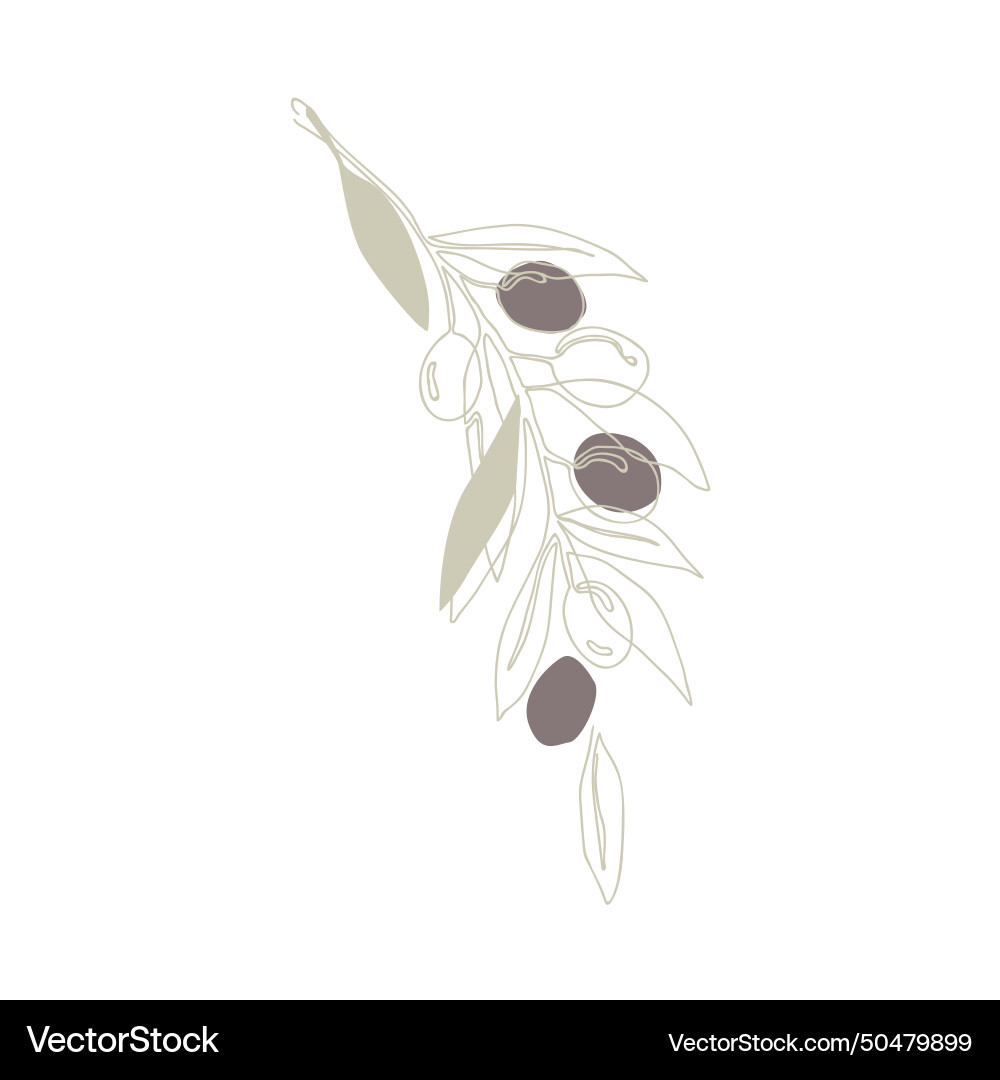 Olive branch with fruits continuous line drawing Vector Image