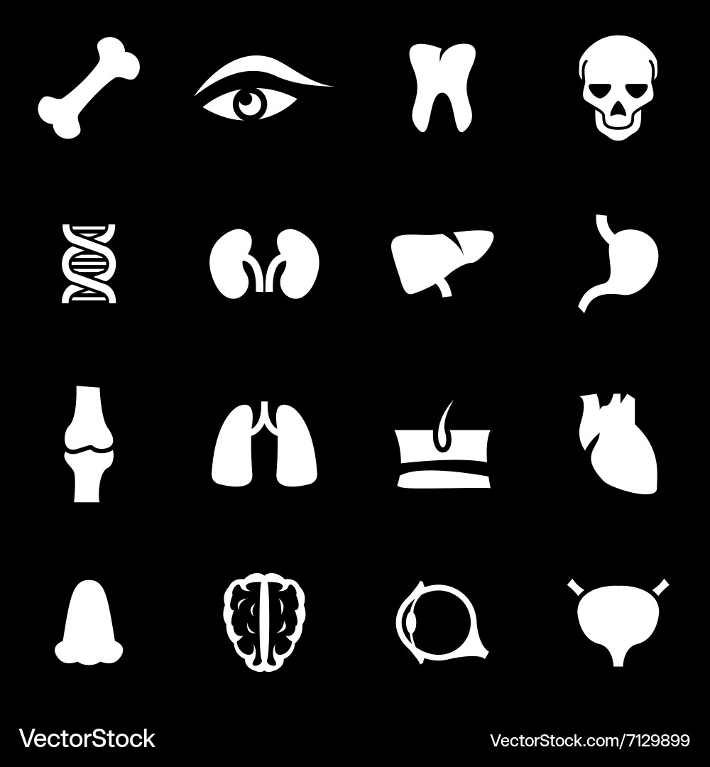White anatomy icon set Royalty Free Vector Image