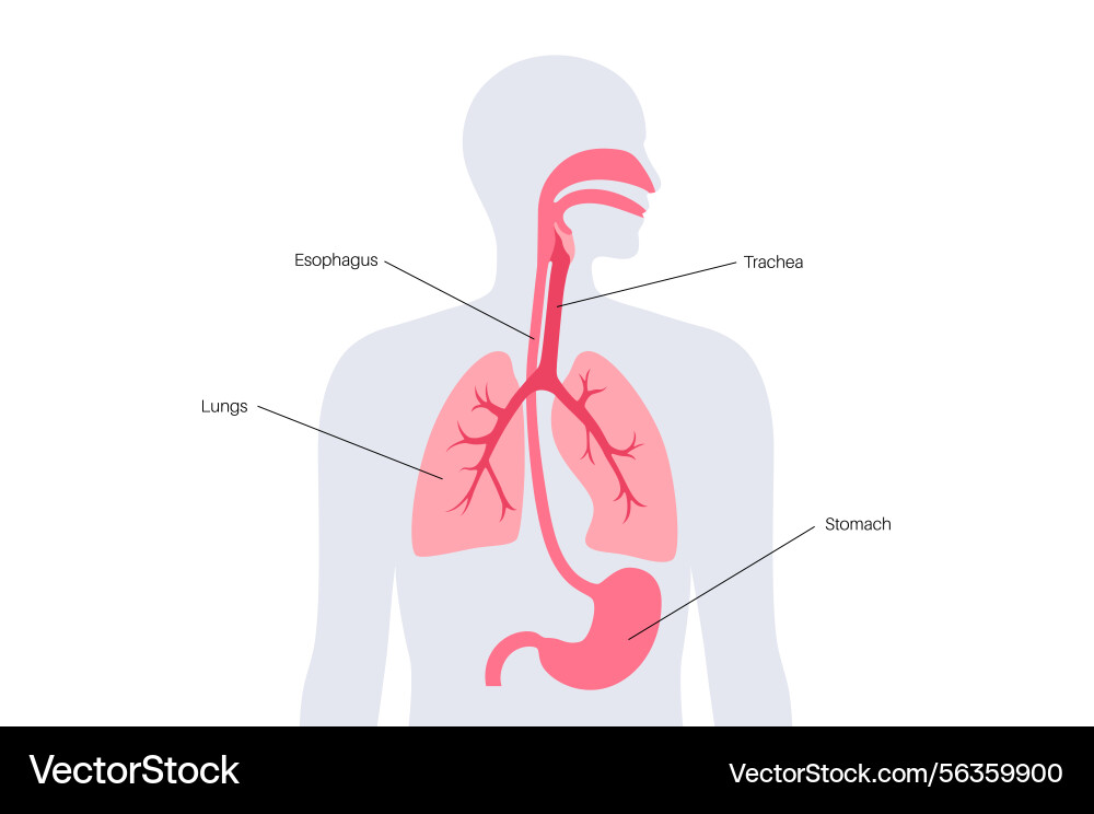 Respiratory and digestive systems Royalty Free Vector Image