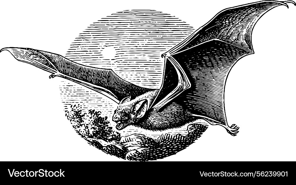 Engraved bat with crescent moon Royalty Free Vector Image