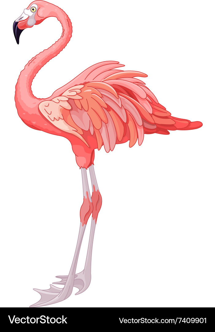Flamingo Royalty Free Vector Image - VectorStock