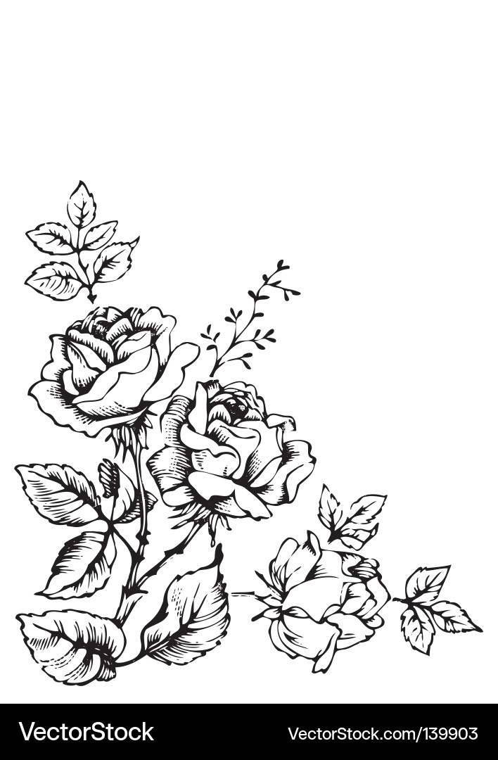 Antique roses engraving Royalty Free Vector Image
