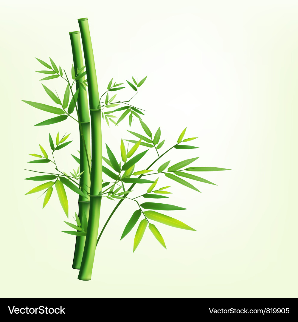 Bamboo green Royalty Free Vector Image - VectorStock