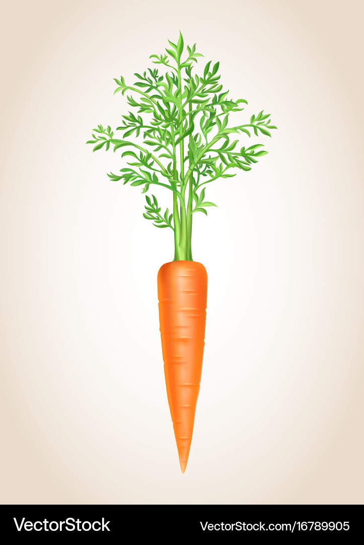 Carrot isolated vegetable Royalty Free Vector Image