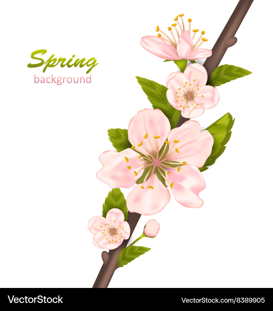 Spring background with cherry blossom Royalty Free Vector