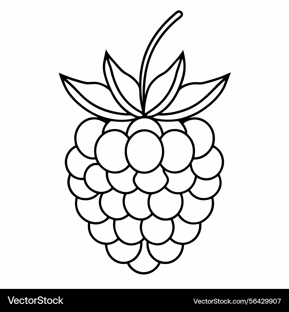 Single raspberry outline of fresh fruit icon Vector Image