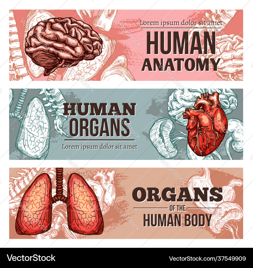 Human Organ Anatomy Banners Royalty Free Vector Image
