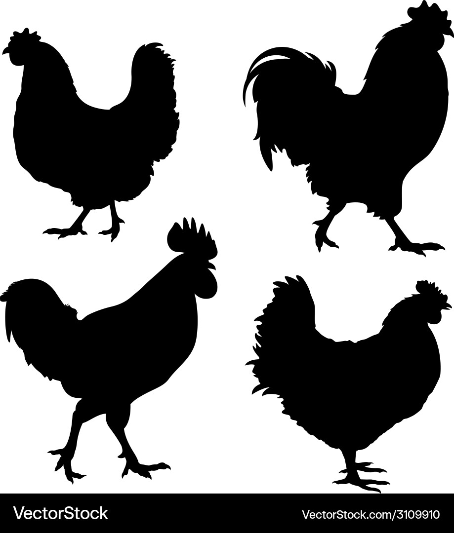 Chicken Vector Images (over 220,000)
