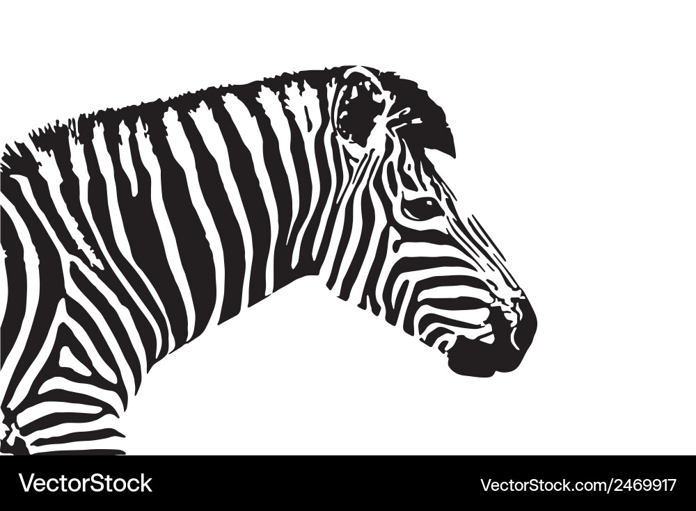Image of an zebra head Royalty Free Vector Image