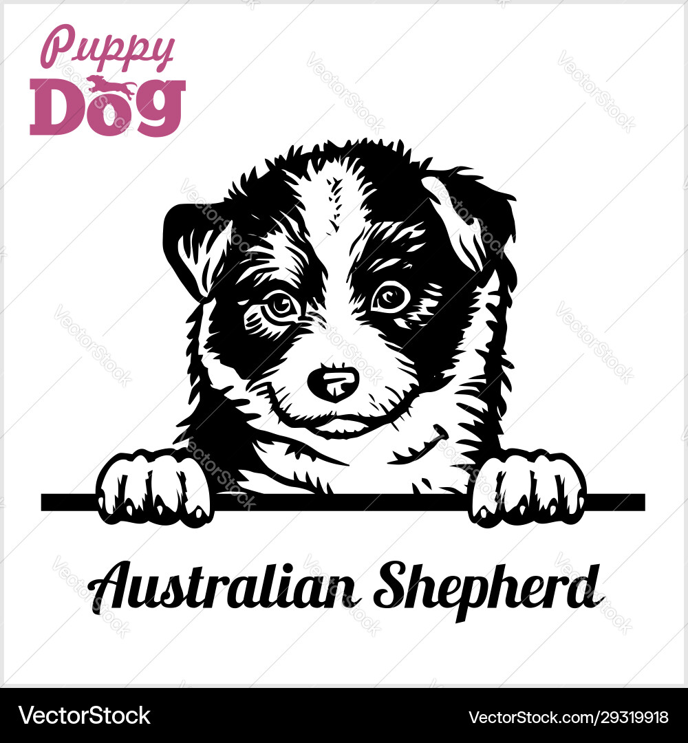 Adorable Puppy Australian Shepherd Royalty Free Vector Image