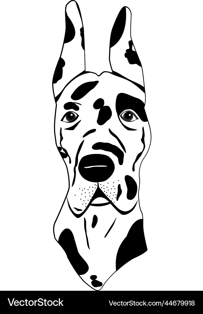 Great Dane Head Portrait Royalty Free Vector Image
