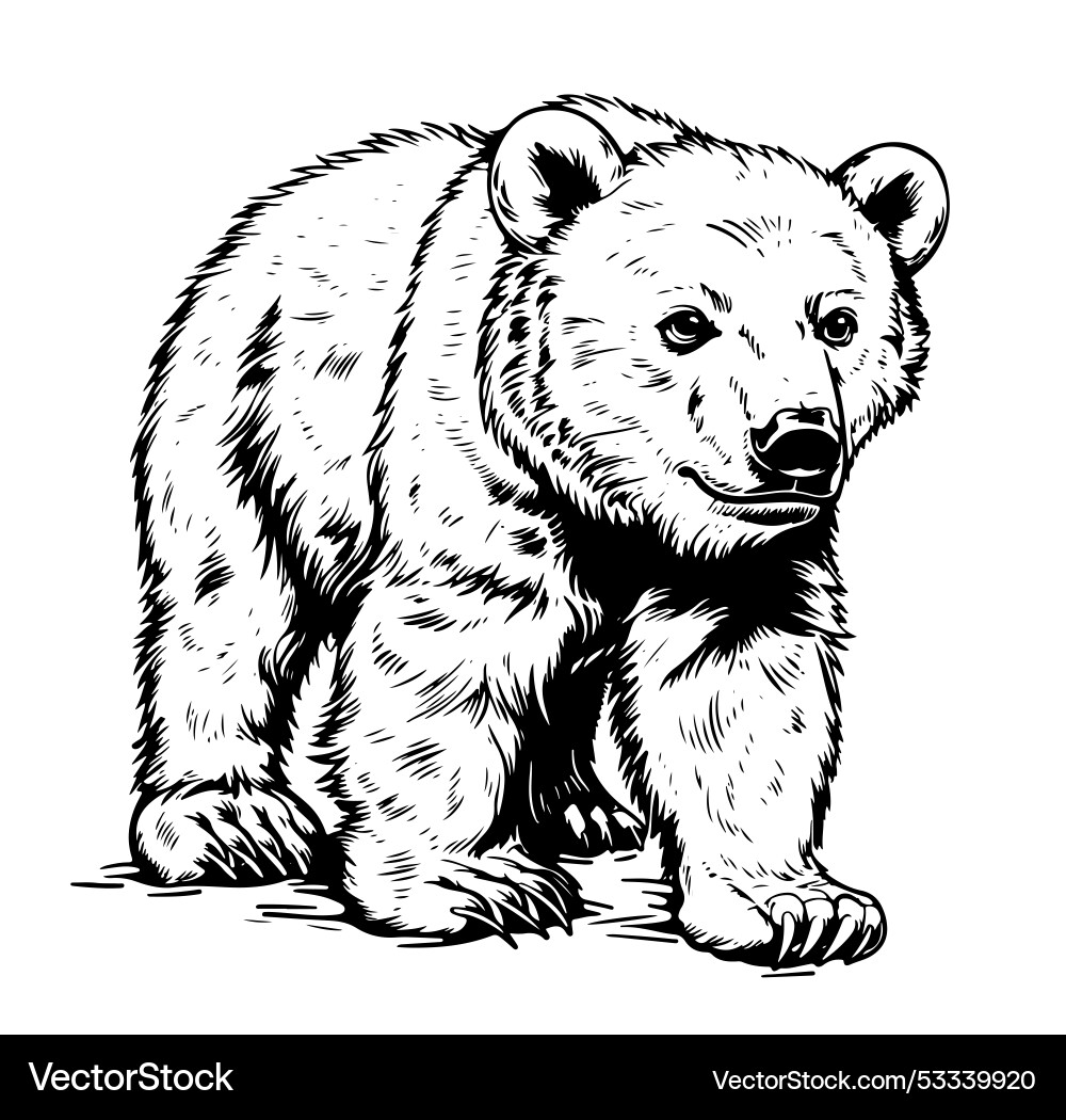 Hand drawing a polar bear cub Royalty Free Vector Image