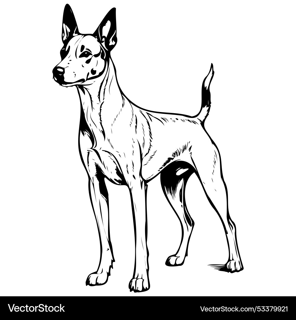 Basenji dog hand drawn animal transparent Vector Image