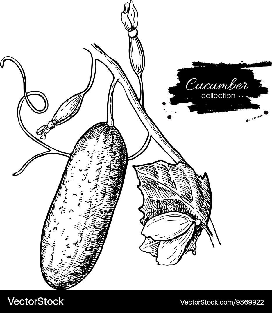 Cucumber plant hand drawn vegetable Royalty Free Vector