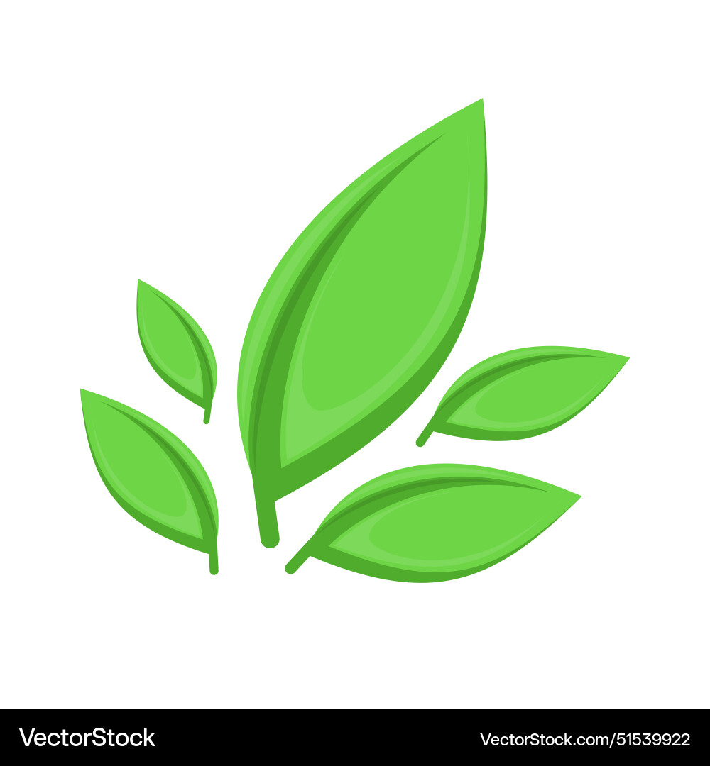 Leaf of the plant Royalty Free Vector Image - VectorStock