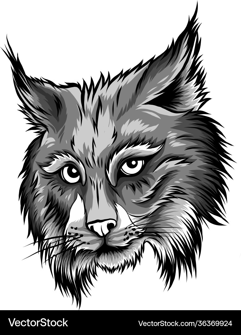 Eurasian lynx isolated Royalty Free Vector Image