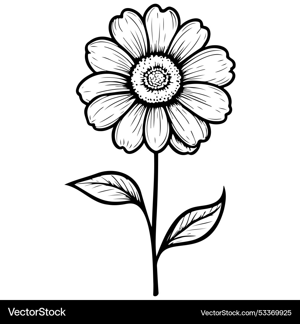 Ink flower drawing black line isolated line Vector Image