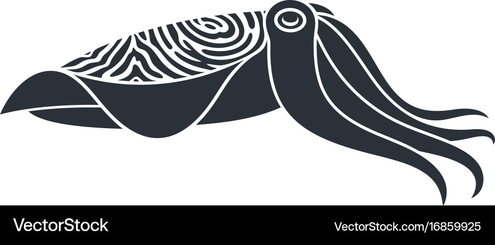 Pharaoh cuttlefish Royalty Free Vector Image - VectorStock