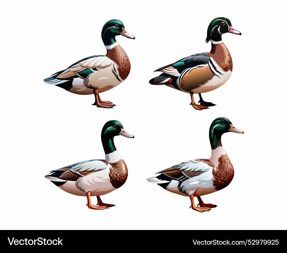 Set of colourful duck Royalty Free Vector Image