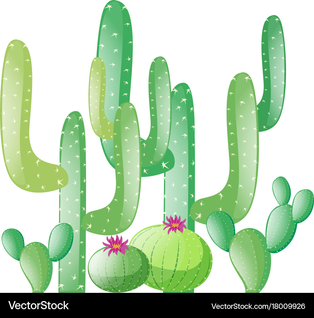 Cactus plant with pink flowers Royalty Free Vector Image