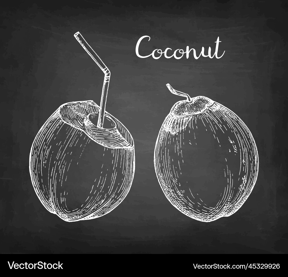 Chalk sketch of coconuts Royalty Free Vector Image