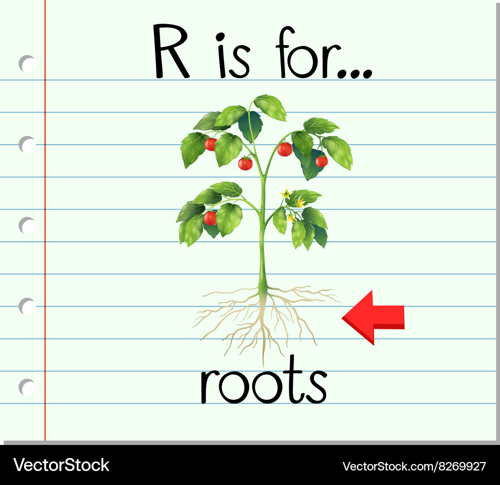 Flashcard letter r is for roots Royalty Free Vector Image