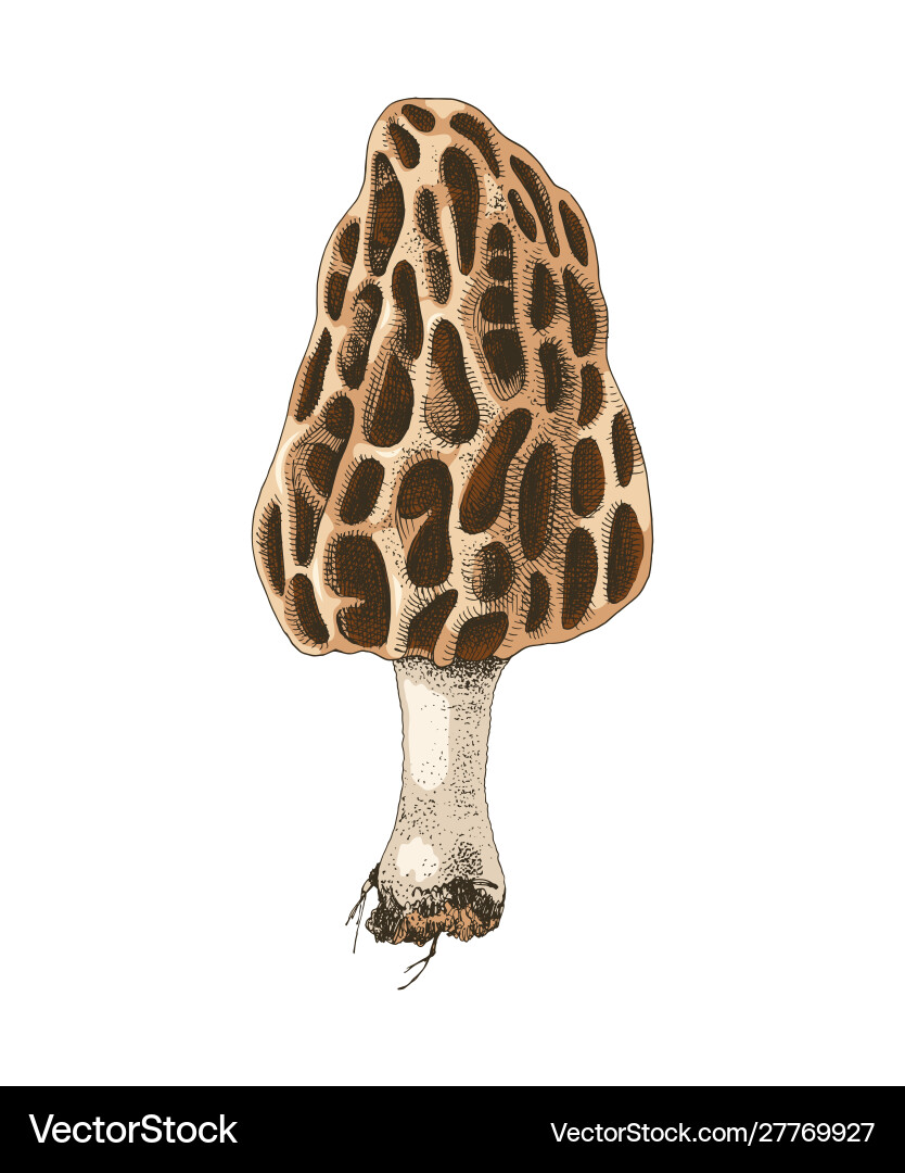 Hand drawn colorful morel mushroom Royalty Free Vector Image