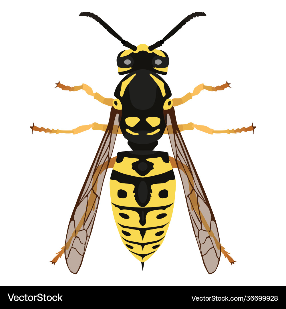 Wasp view from top beautiful winged inse Vector Image