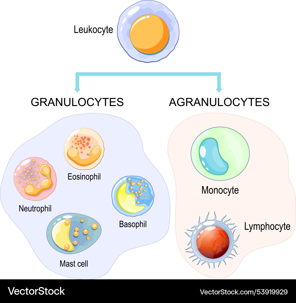 Agranulocytes and granulocytes white blood cells Vector Image