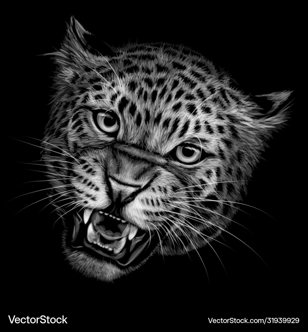 Growling leopard Royalty Free Vector Image - VectorStock