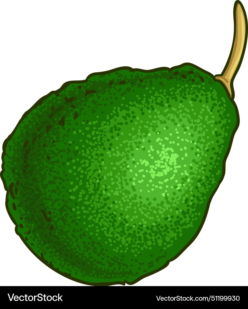 Avocado fruit colored detailed Royalty Free Vector Image