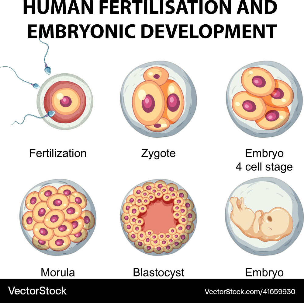 Human fertilisation and embryonic development Vector Image