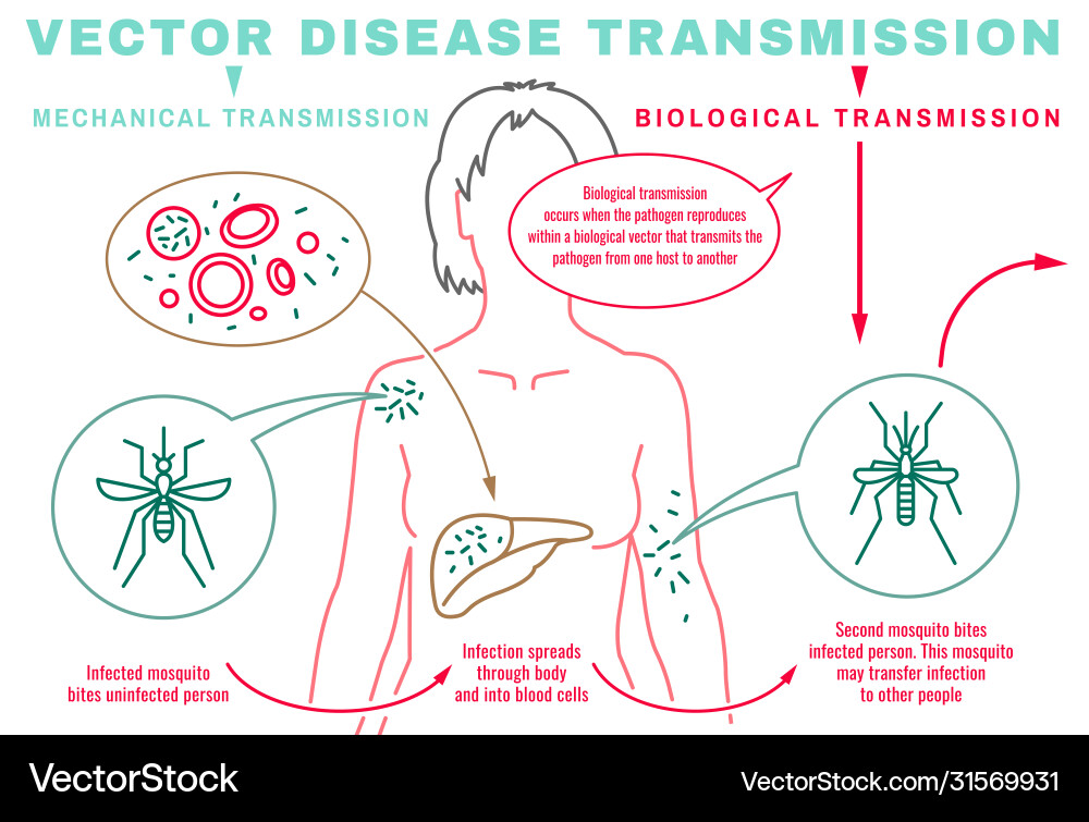 Infectious disease transmission Royalty Free Vector Image