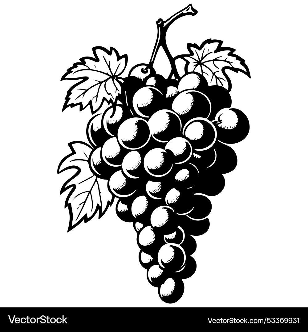 Ink grapes drawing realistic hand drawing line Vector Image