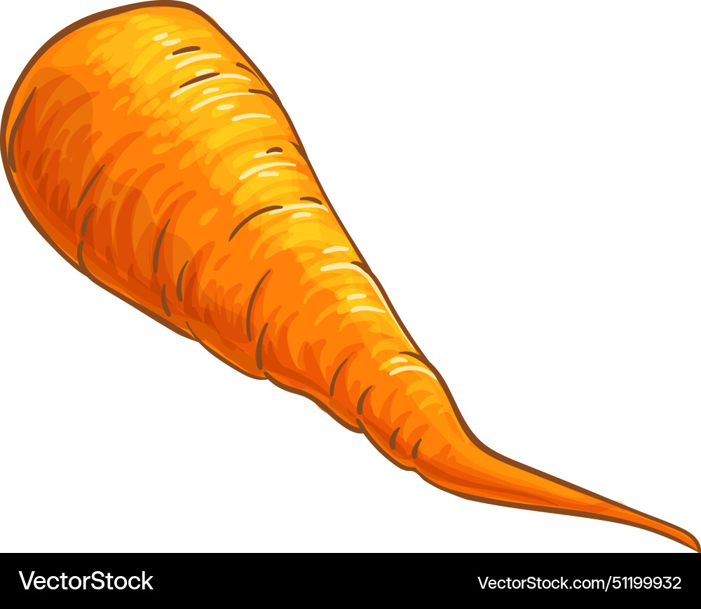 Carrot root colored detailed Royalty Free Vector Image