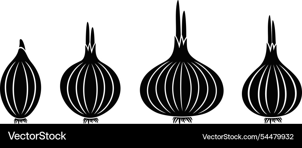 Onion Royalty Free Vector Image - VectorStock