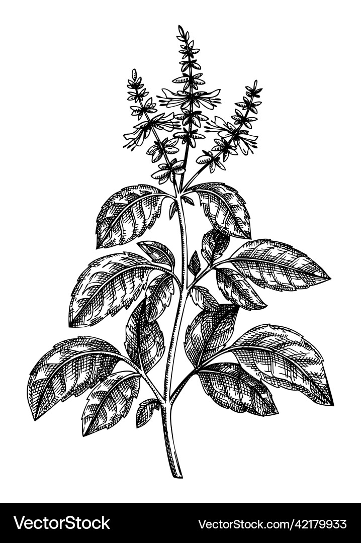 Basil Botanical Drawing