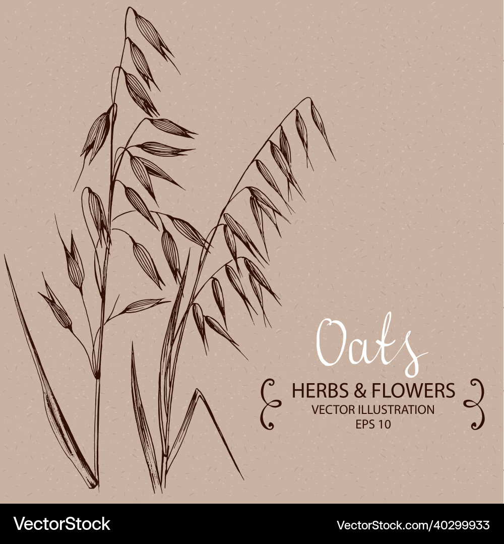 Oats Royalty Free Vector Image - VectorStock
