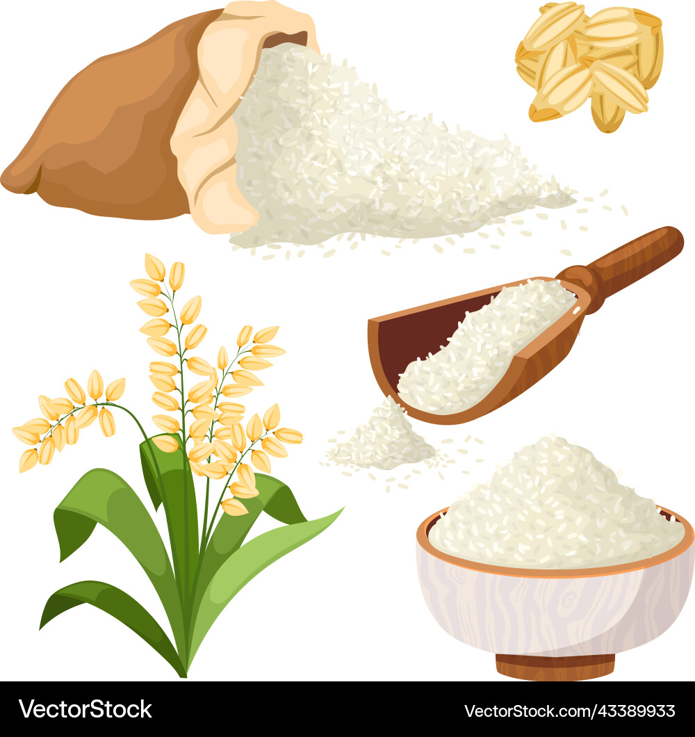 Rice grain set cartoon Royalty Free Vector Image