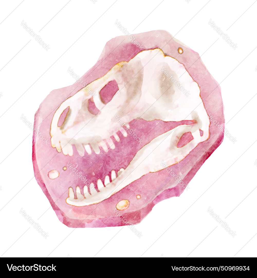 Fossil of tyrannosaurus rex skull dinosaur Vector Image