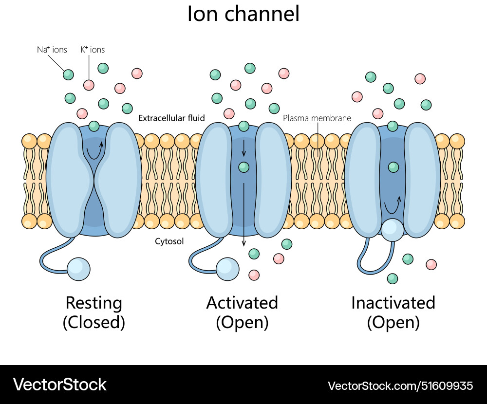 Ion channel states and functions diagram science Vector Image