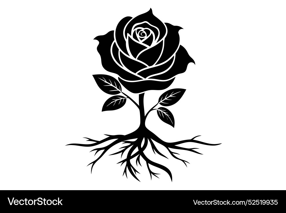 Rose flower root silhouette d Royalty Free Vector Image