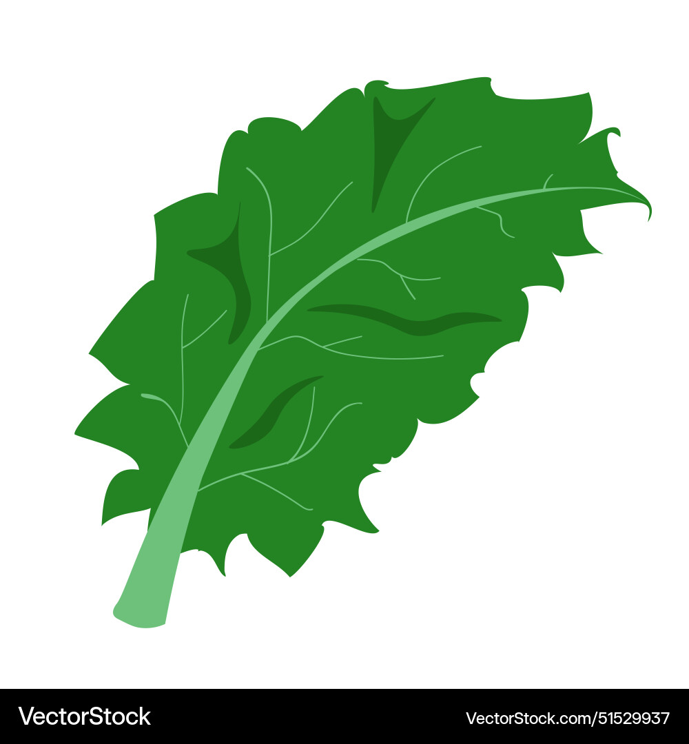 Lettuce leaf vegetable drawn Royalty Free Vector Image
